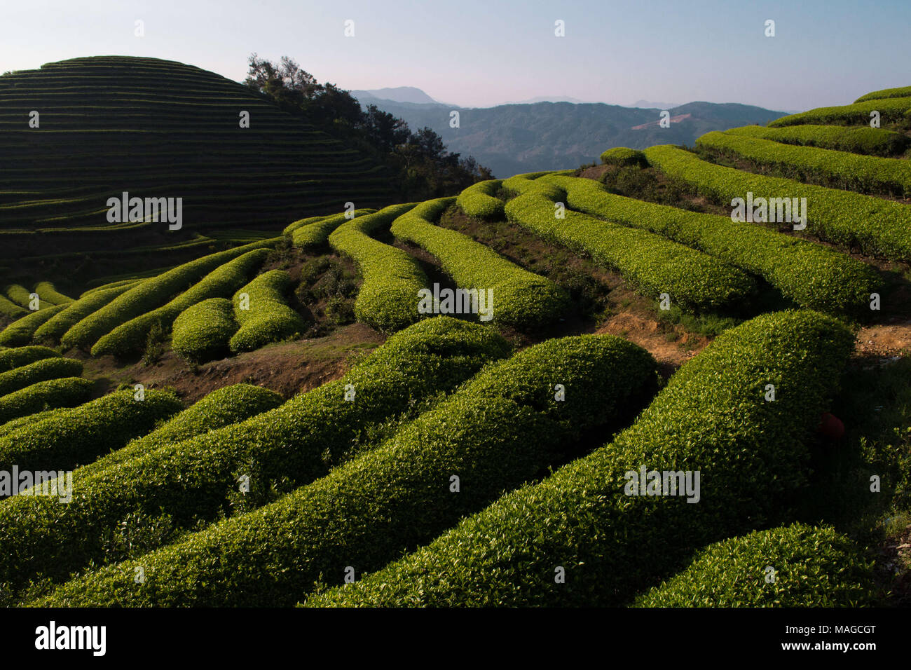 Fujian province tea plantation hi-res stock photography and images - Alamy