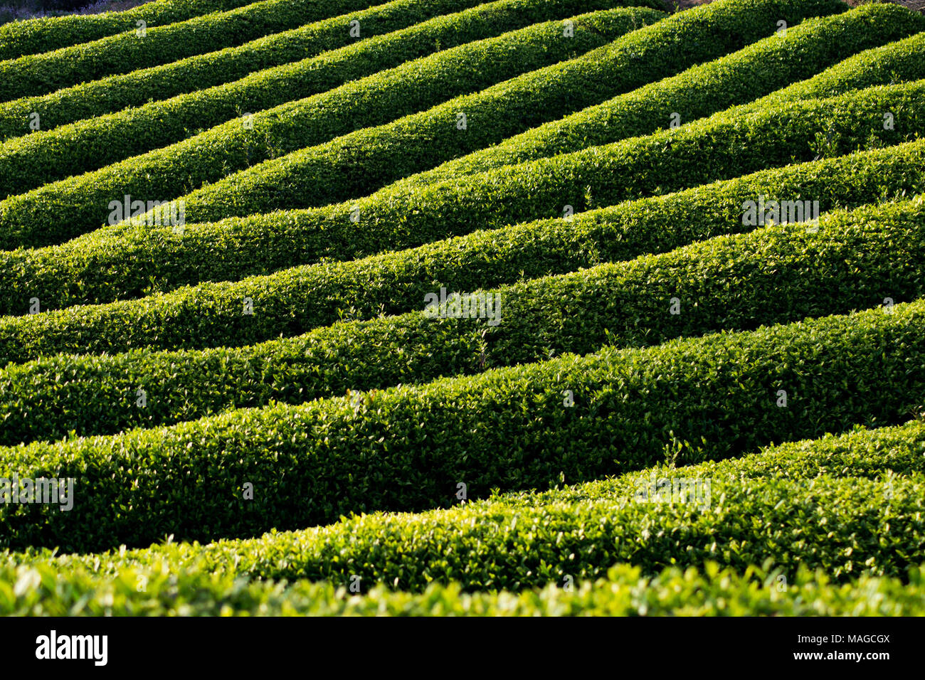 Fujian Province Tea Plantation High Resolution Stock Photography and ...