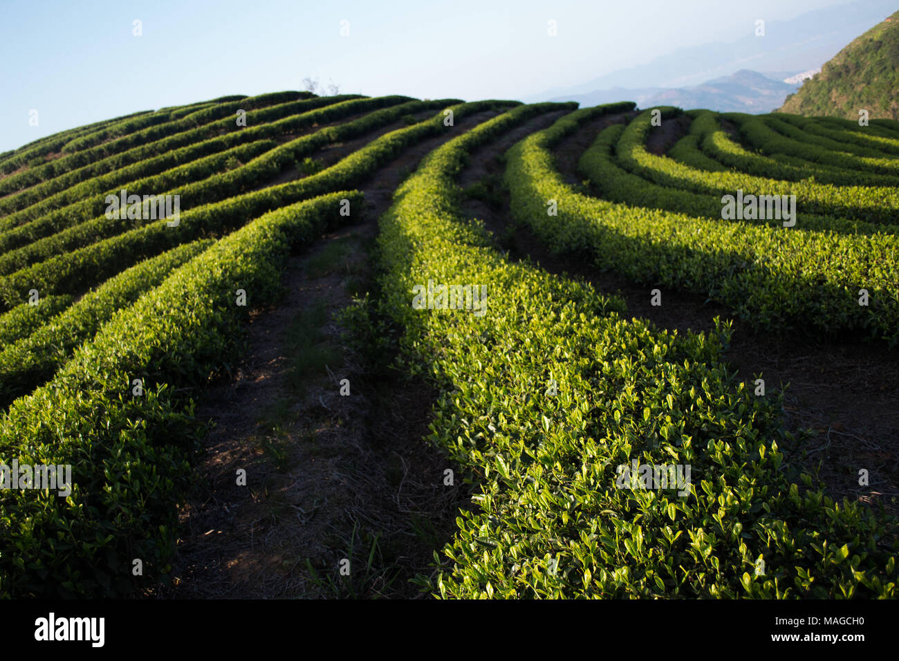 Fujian province tea plantation hi-res stock photography and images - Alamy