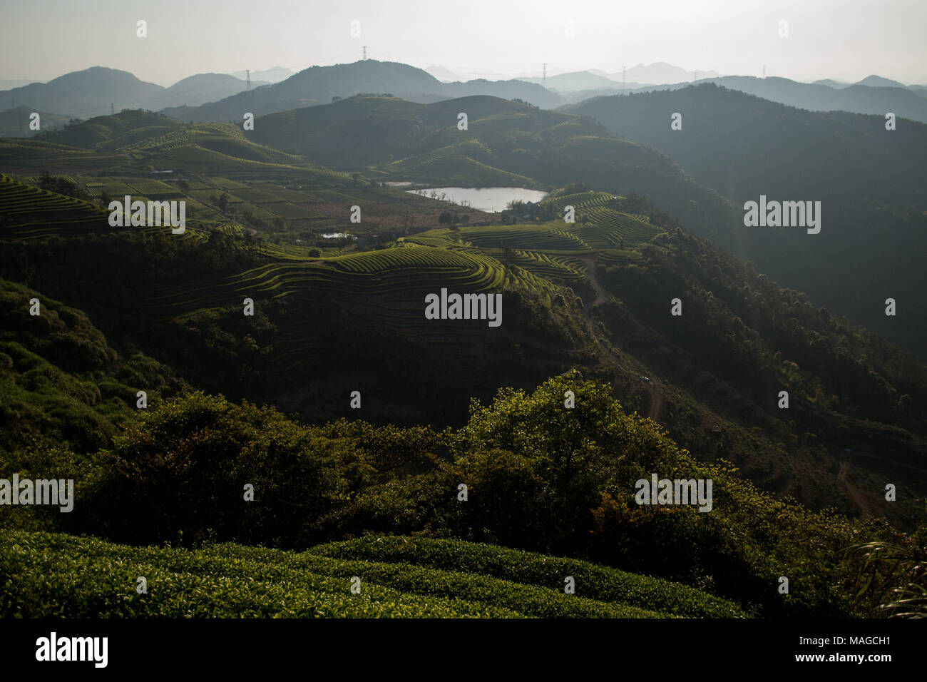 Fujian province tea plantation hi-res stock photography and images - Alamy