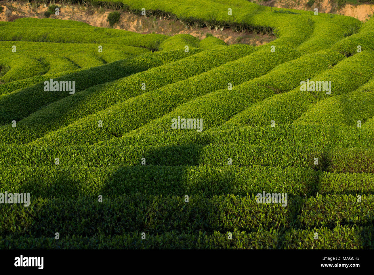 Fujian province tea plantation hi-res stock photography and images - Alamy