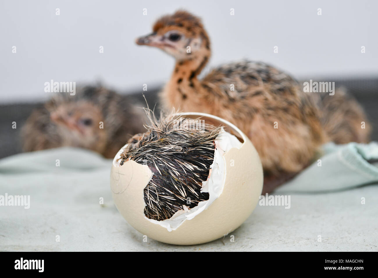 30 March 2018, Germany, Ruelzheim: Baby ostriches of the subspecies ...