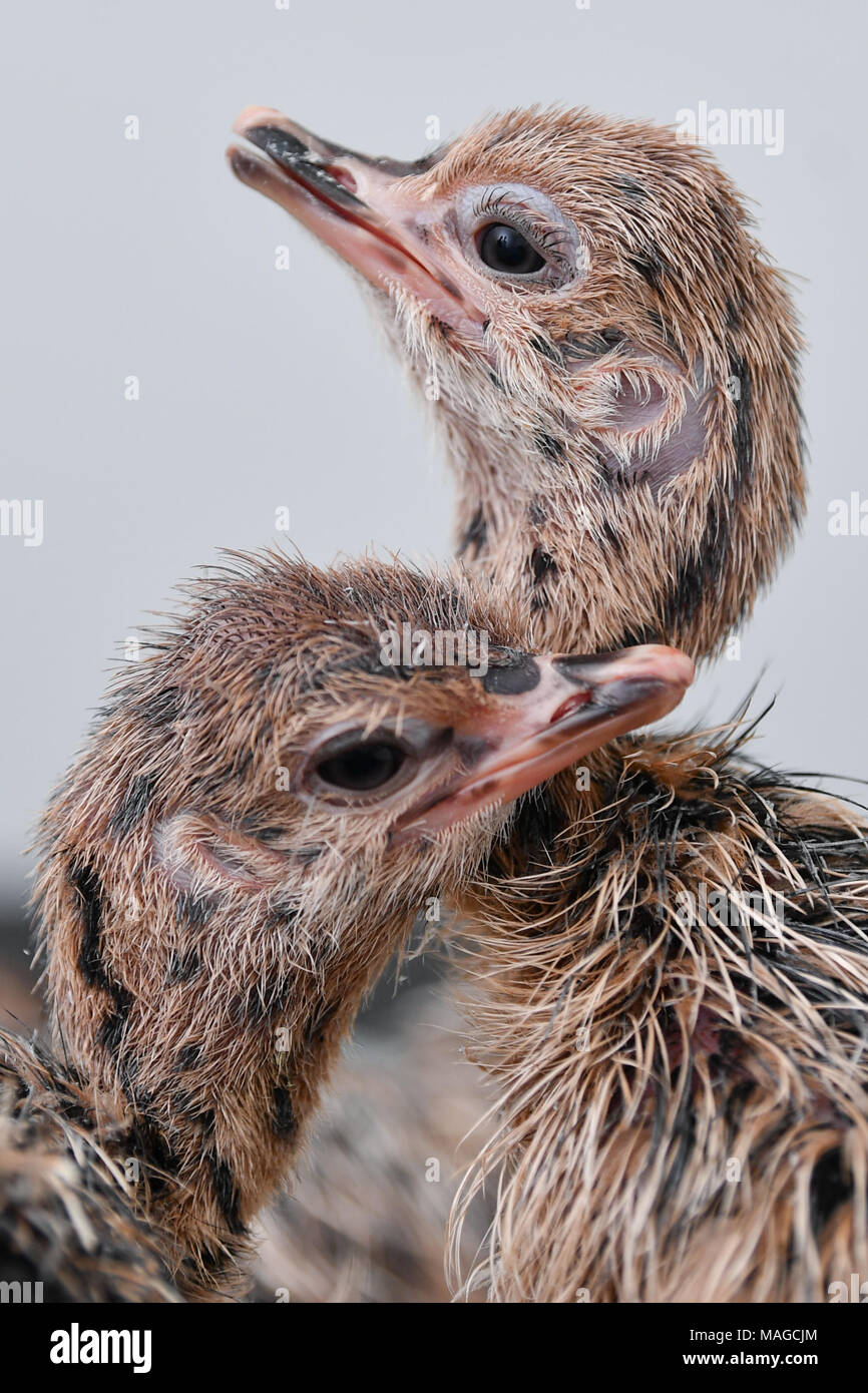 30 March 2018, Germany, Ruelzheim: Two baby ostriches of the subspecies ...