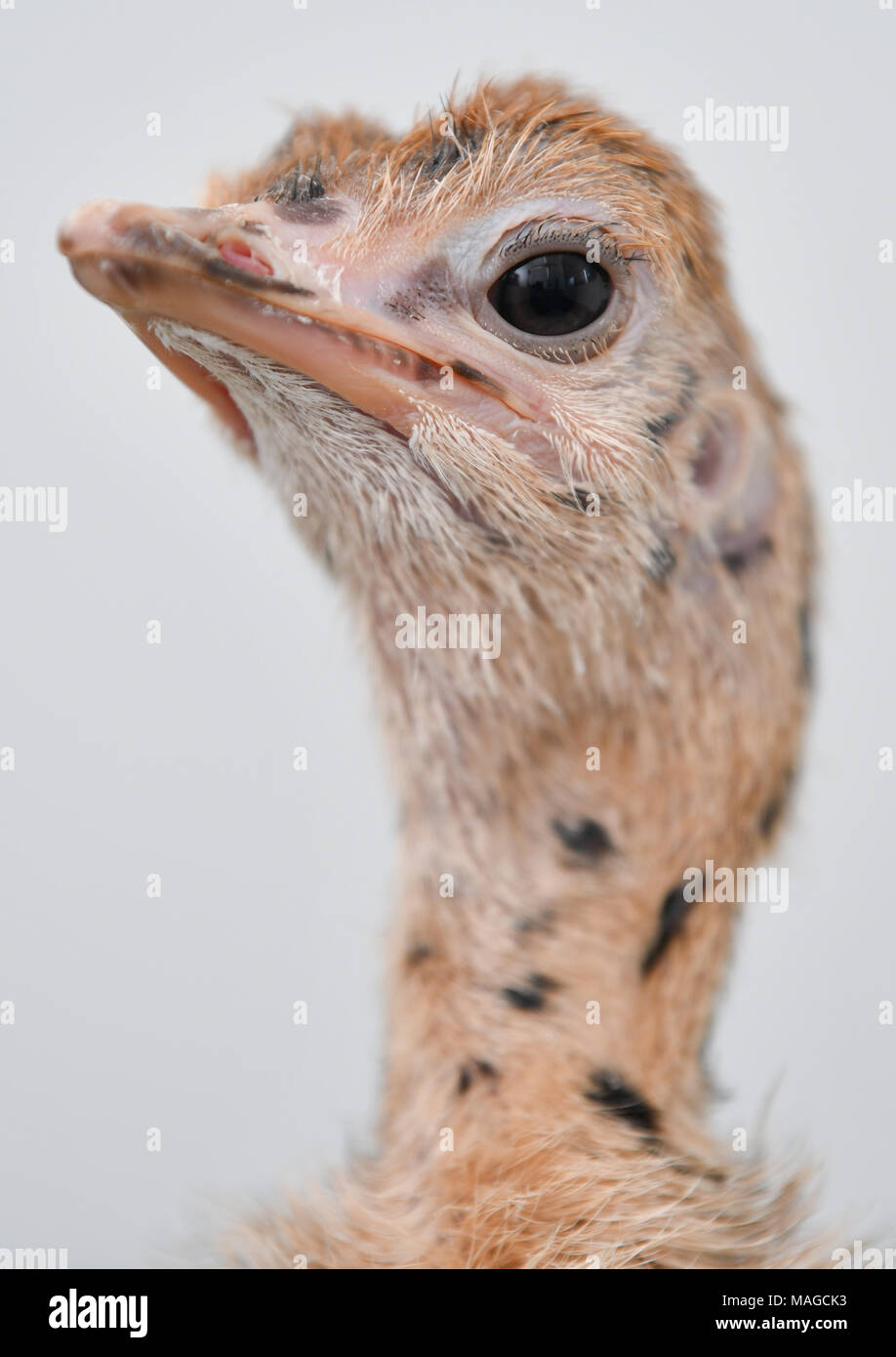 30 March 2018, Germany, Ruelzheim: A baby ostriches of the subspecies ...