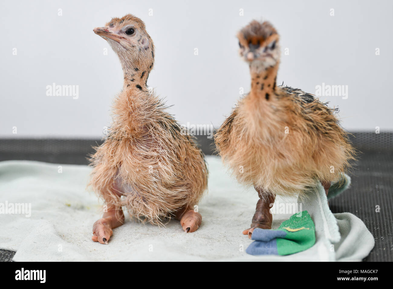 30 March 2018, Germany, Ruelzheim: Baby ostriches of the subspecies ...