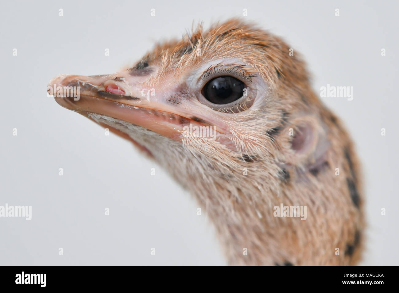 Human subspecies hi-res stock photography and images - Alamy