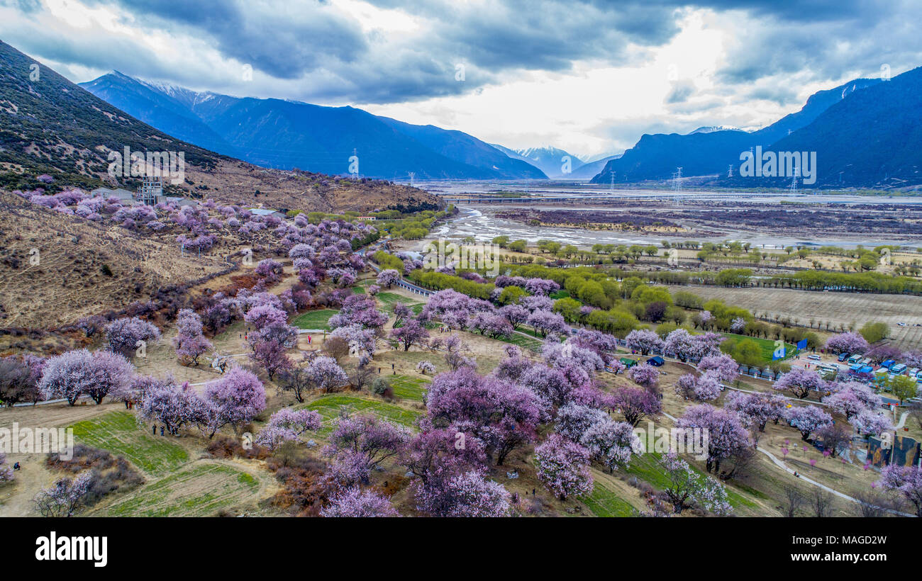 Nyingchi, Nyingchi, China. 2nd Apr, 2018. Nyingchi, CHINA-Peach ...