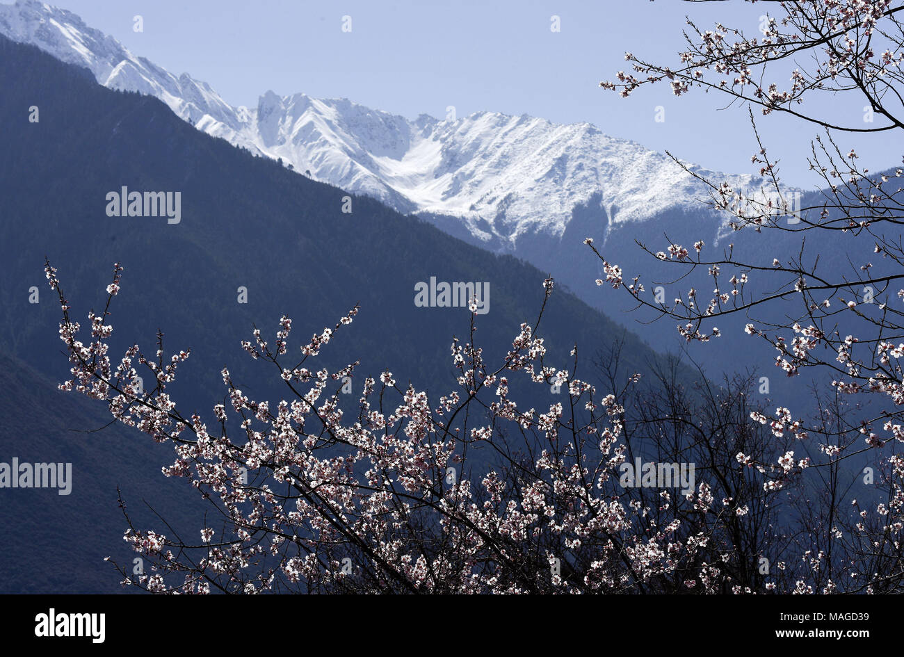 Nyingchi, Nyingchi, China. 2nd Apr, 2018. Nyingchi, CHINA-Peach ...