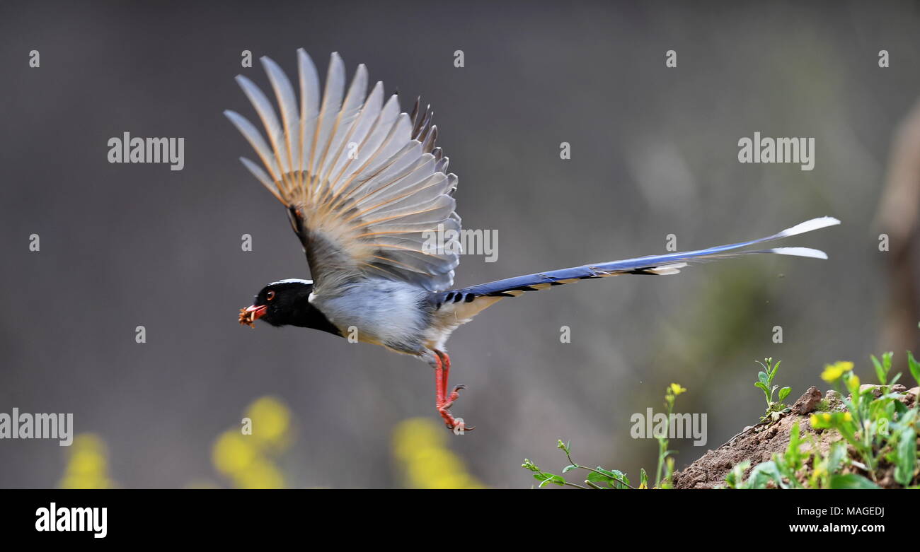 Fuzhou, China's Henan Province. 26th Mar, 2018. A red-billed blue ...