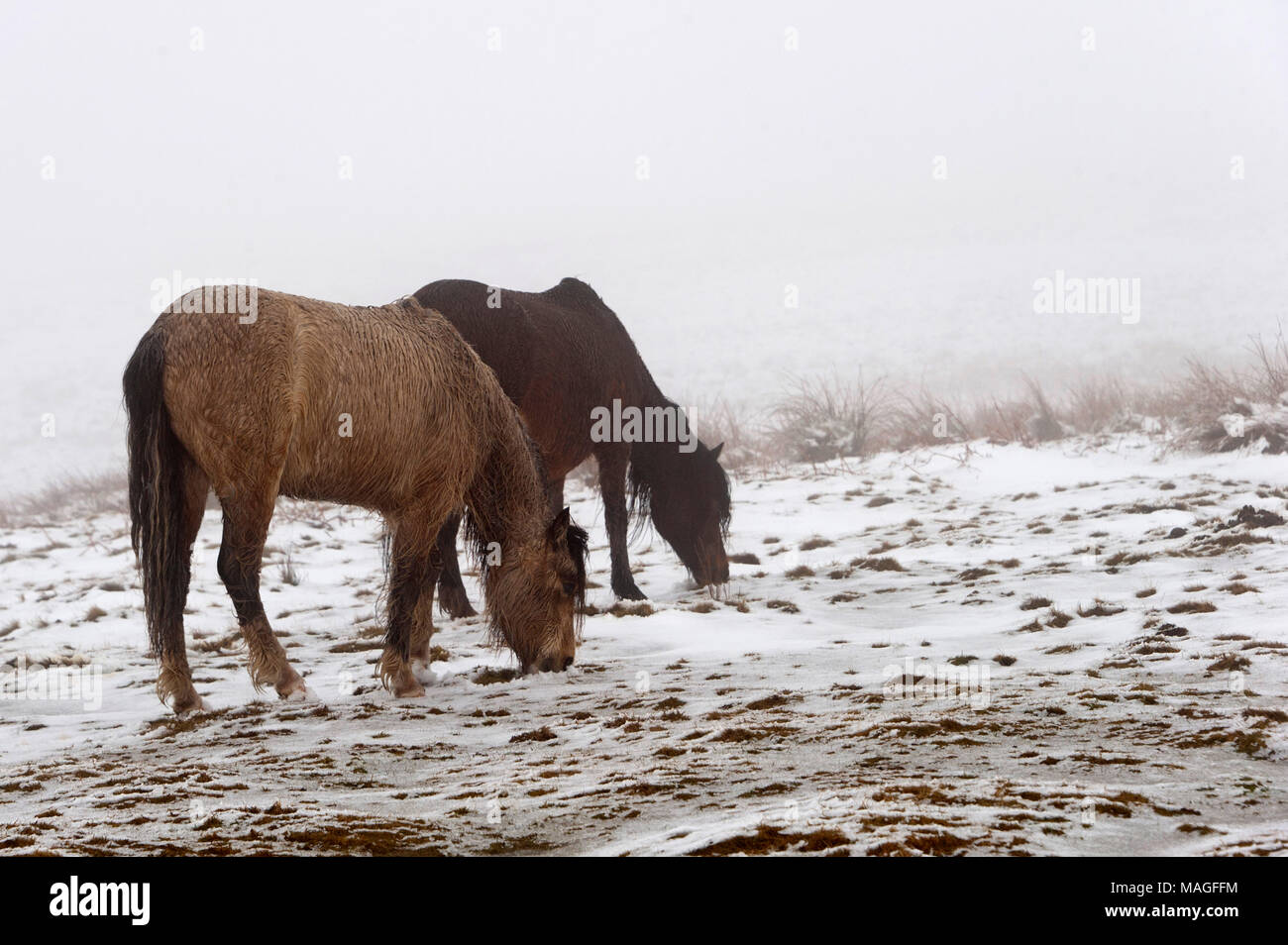 Fell ponies winter hi-res stock photography and images - Alamy