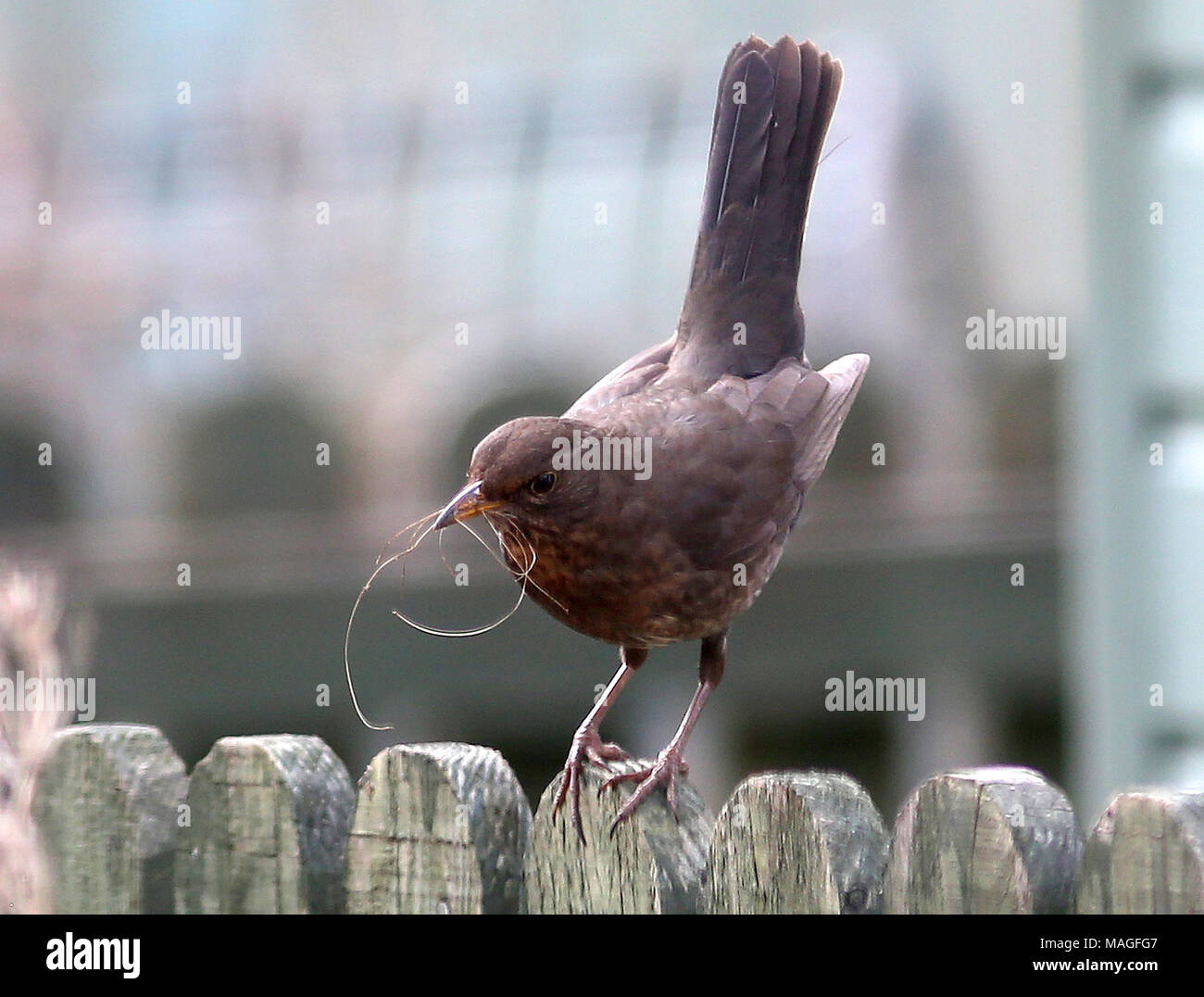 Perthshire, Scotland, UK. 2nd Apr, 2018. UK Weather: A female blackbird ...