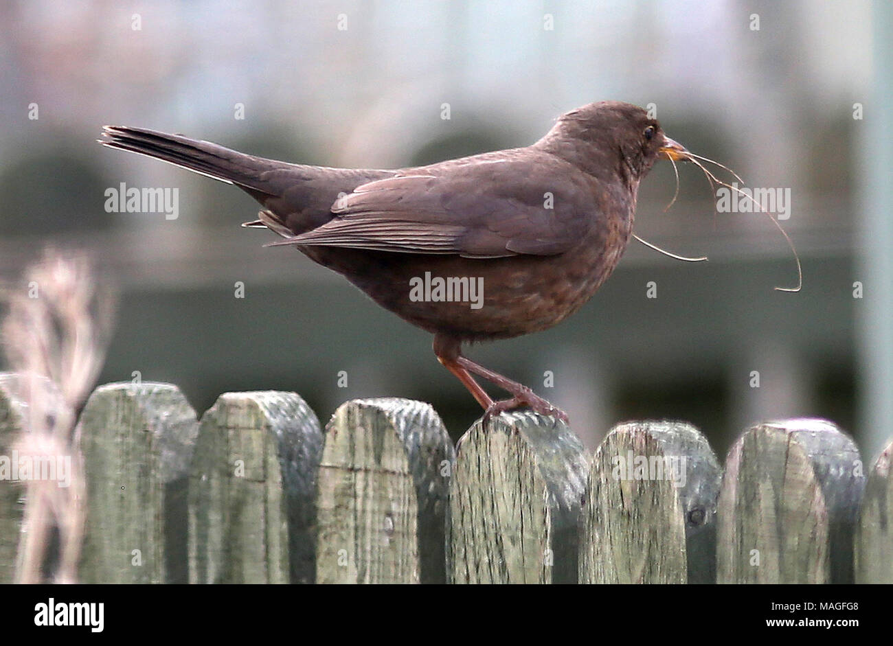 Perthshire, Scotland, UK. 2nd Apr, 2018. UK Weather: A female blackbird ...