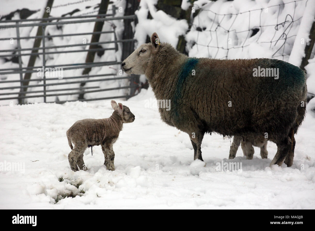 Lancashire, UK, 2 April 2018. A Ewe and two Lambs in a snow covered ...