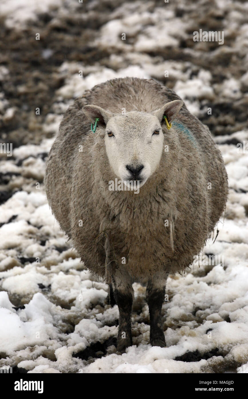 Sheep stood in snow hi-res stock photography and images - Alamy
