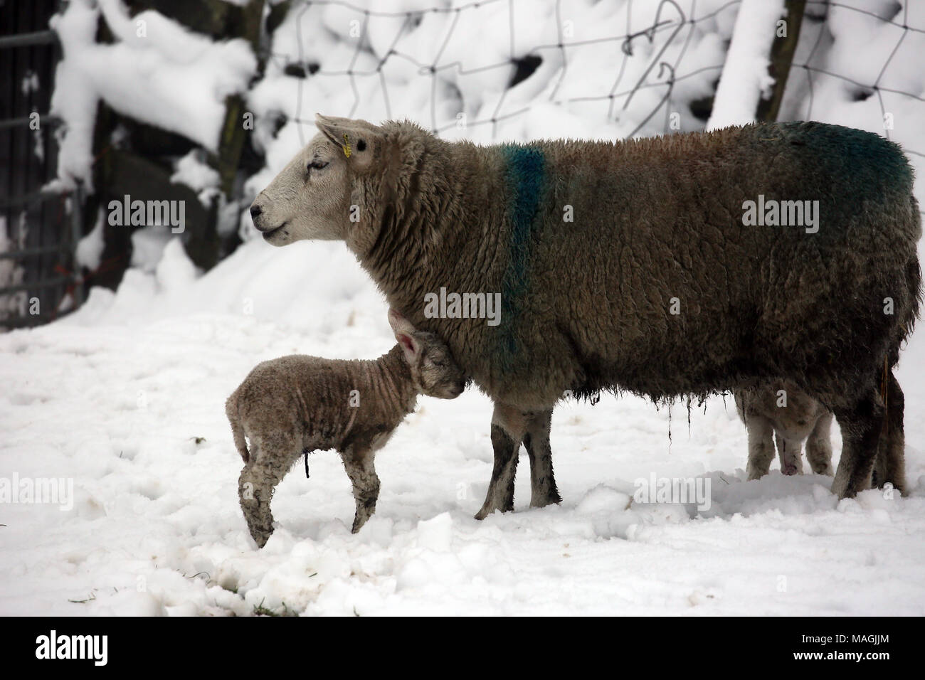 Lancashire, UK, 2 April 2018. A Ewe and two Lambs in a snow covered ...