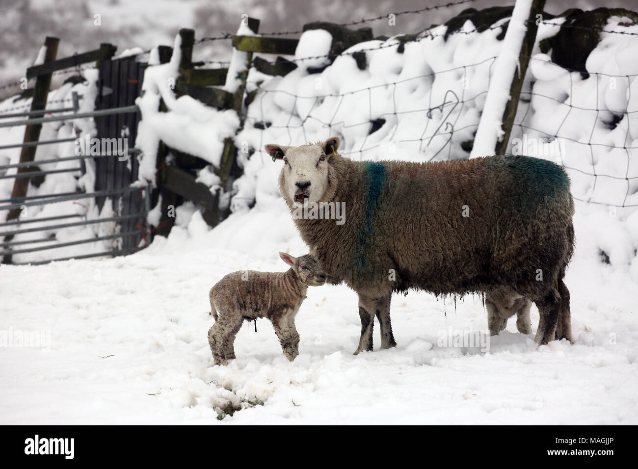 Lancashire, UK, 2 April 2018. A Ewe and two Lambs in a snow covered ...