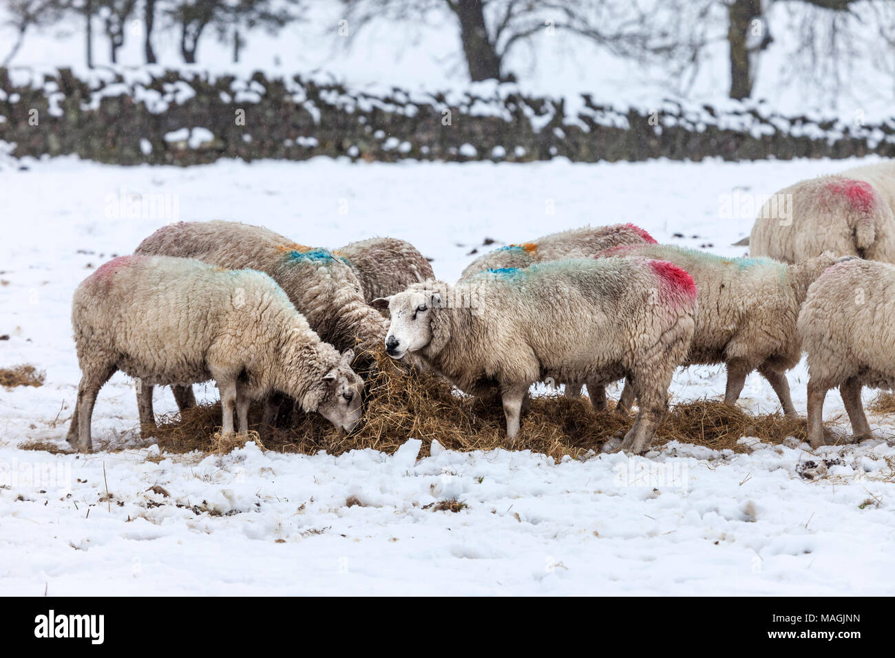 County Durham, UK. Monday 2nd April 2018. UK Weather. A flock of hungry ...