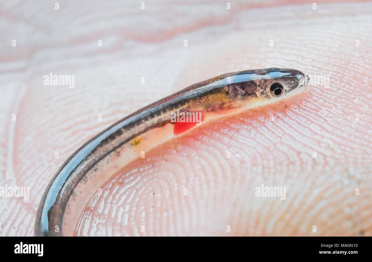 Gross glass hi-res stock photography and images - Alamy