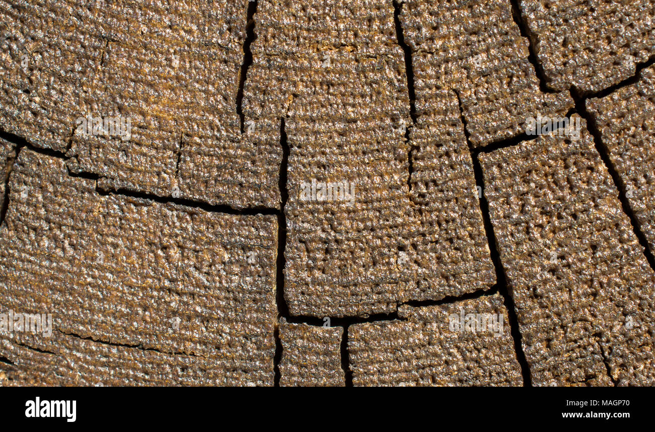 Cut tree stump surface as a background texture Stock Photo - Alamy