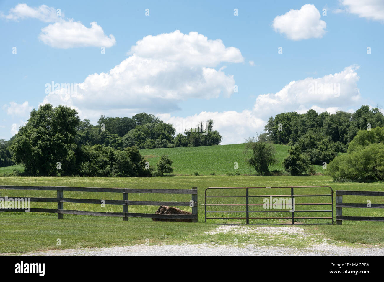 Sunny day at a beautiful farm pasture Stock Photo - Alamy