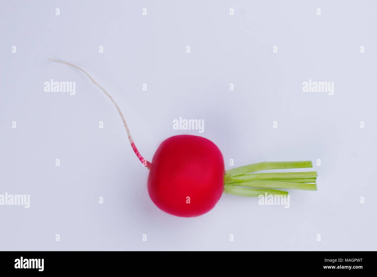 Red salad radish on light background. Red organic radish with a bunch ...