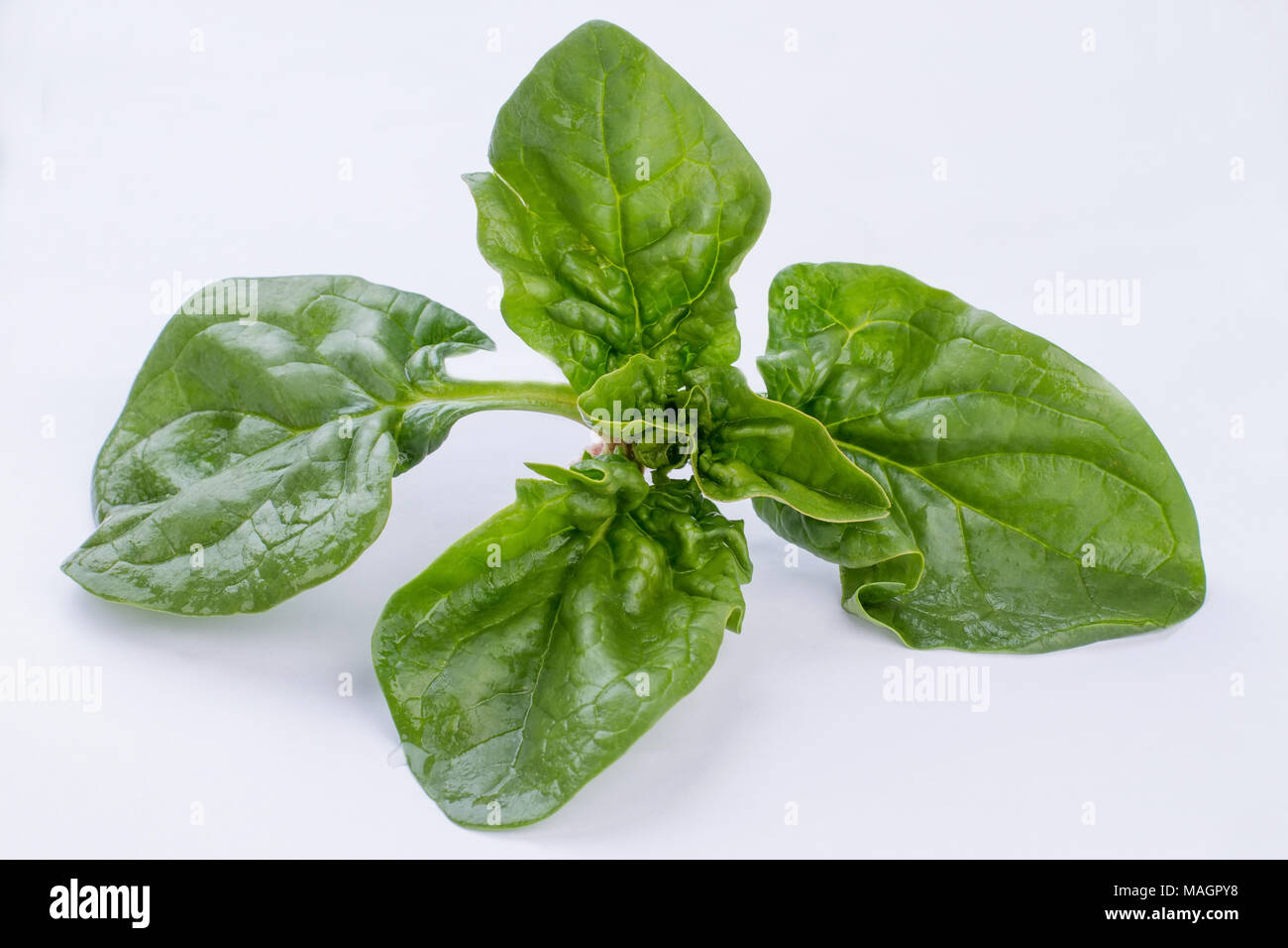 Fresh basil leaves close up. Branch of organic basil spice. Tasty and ...