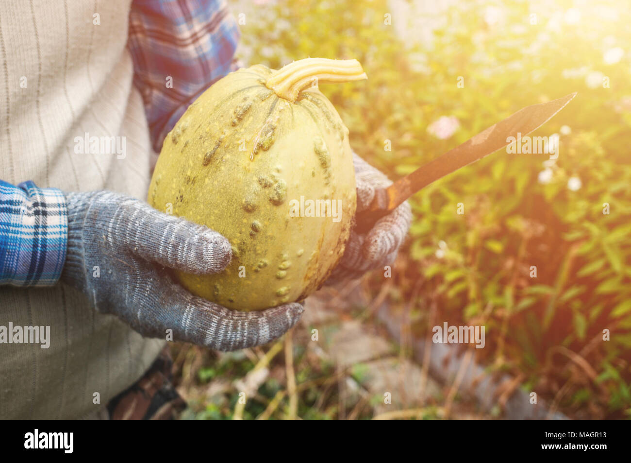 Two male hands holding a pumpkin pulled out of the garden. The concept ...