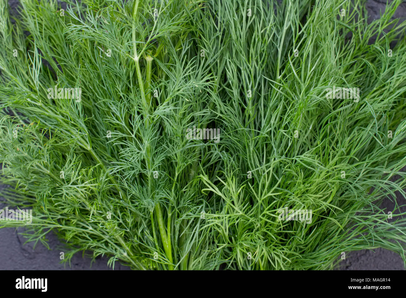 Fresh organic dill background. Close up fresh green organic dill ...