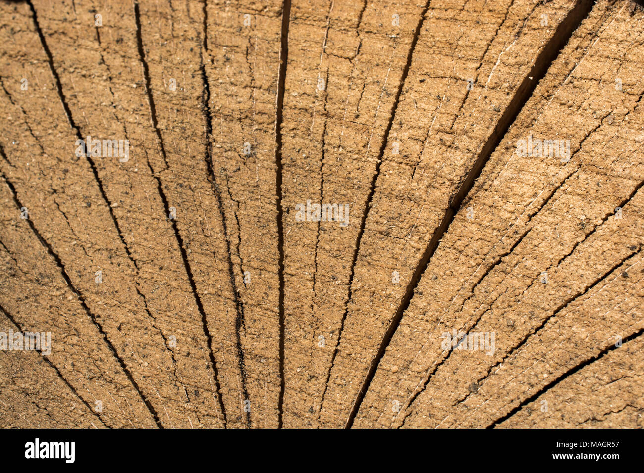 Cut tree stump surface as a background texture Stock Photo - Alamy