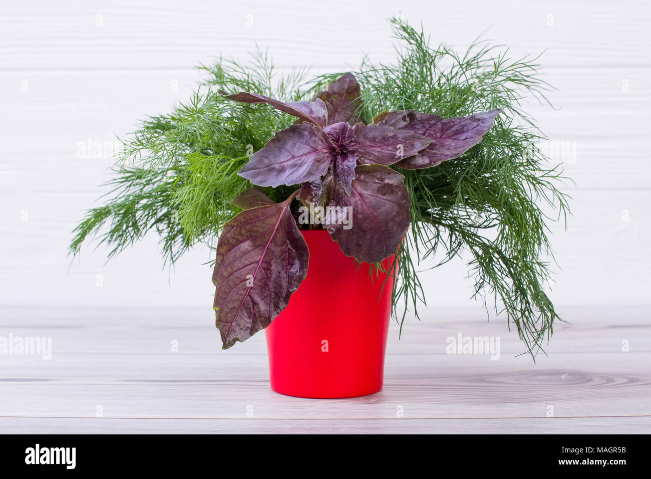Dill and basil in red vase. Fresh spices and herbs in pot on wooden ...
