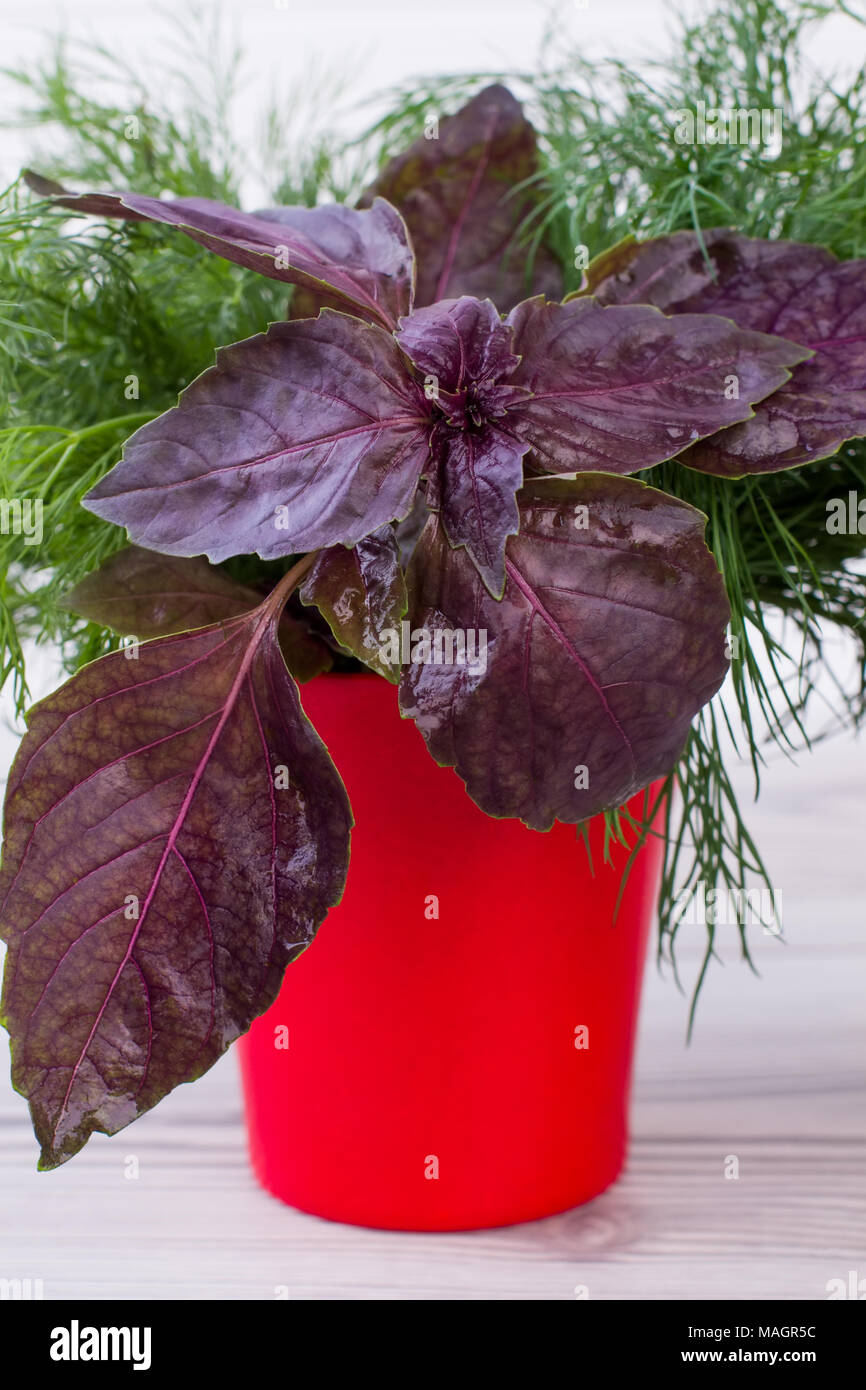 Close up purple basil in red vase. Bunches of fresh herbs in pot on ...