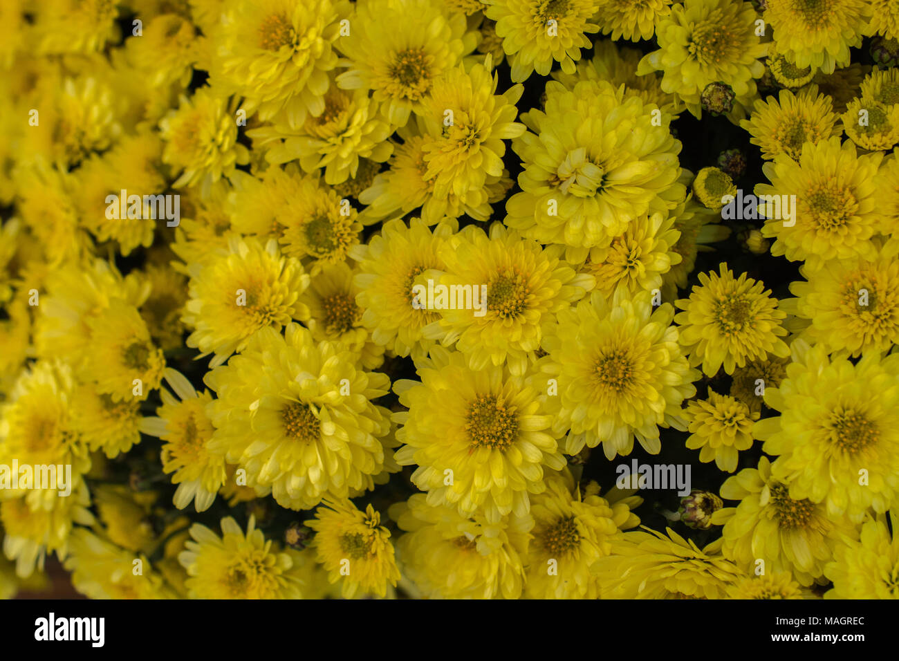 Beautiful fresh flowers as a background Stock Photo - Alamy