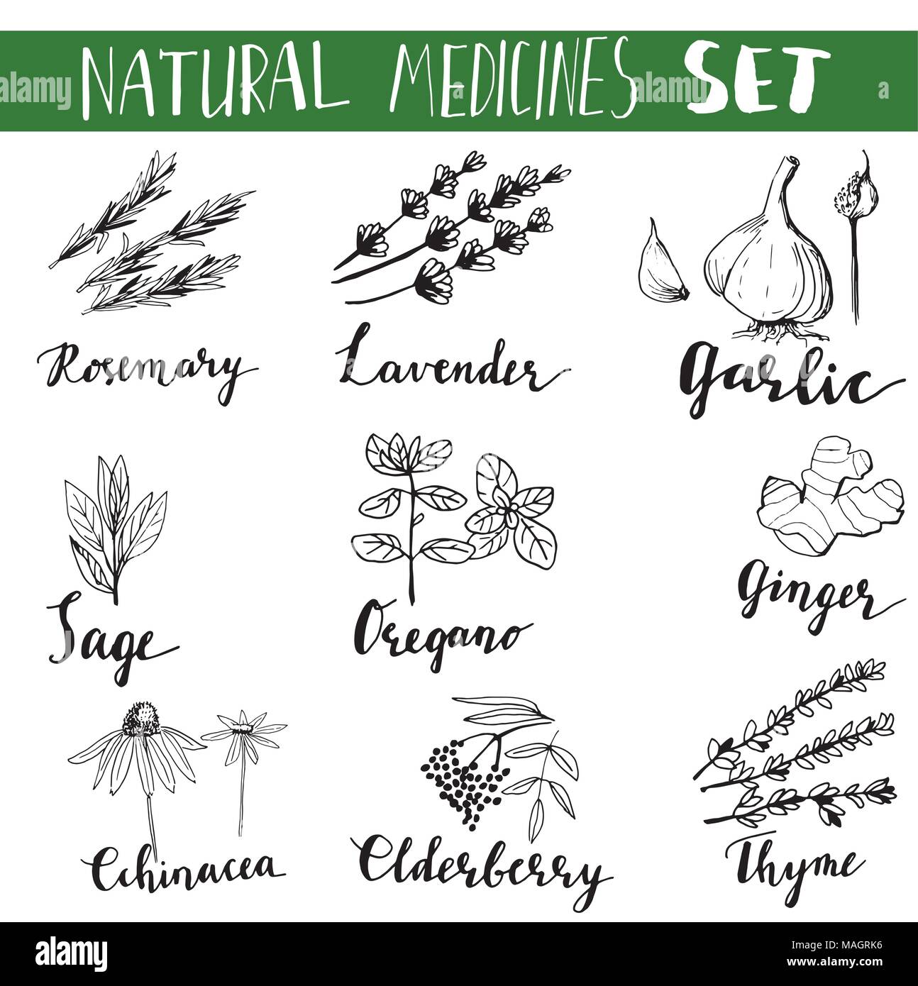 Herbs and medicinal plants collection. Vector hand drawn isolated ...