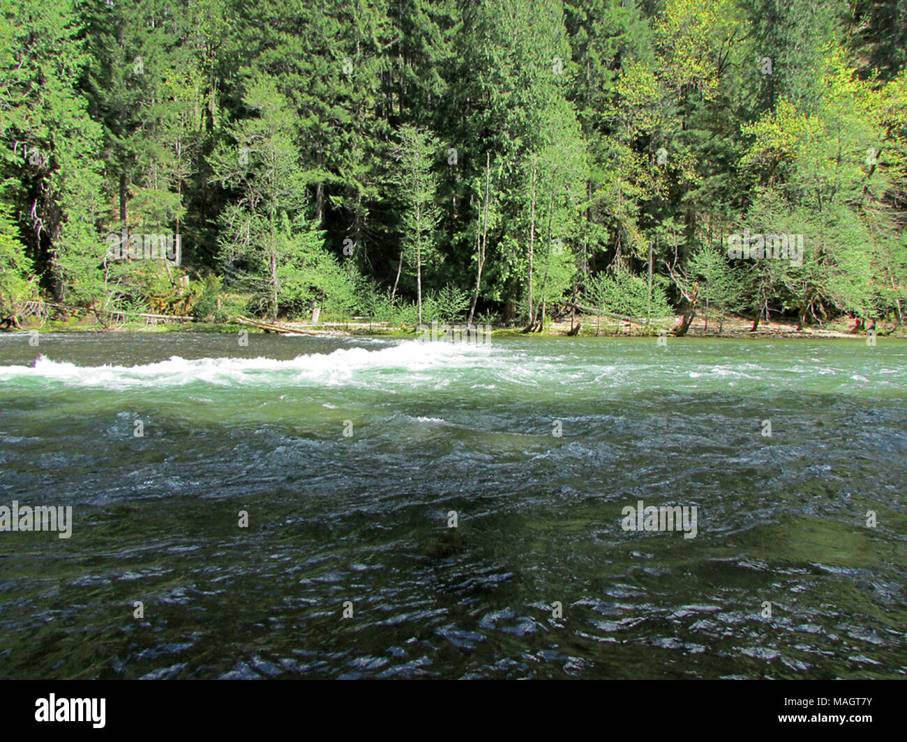 Lower Lewis River Falls Trail in WA Stock Photo - Alamy