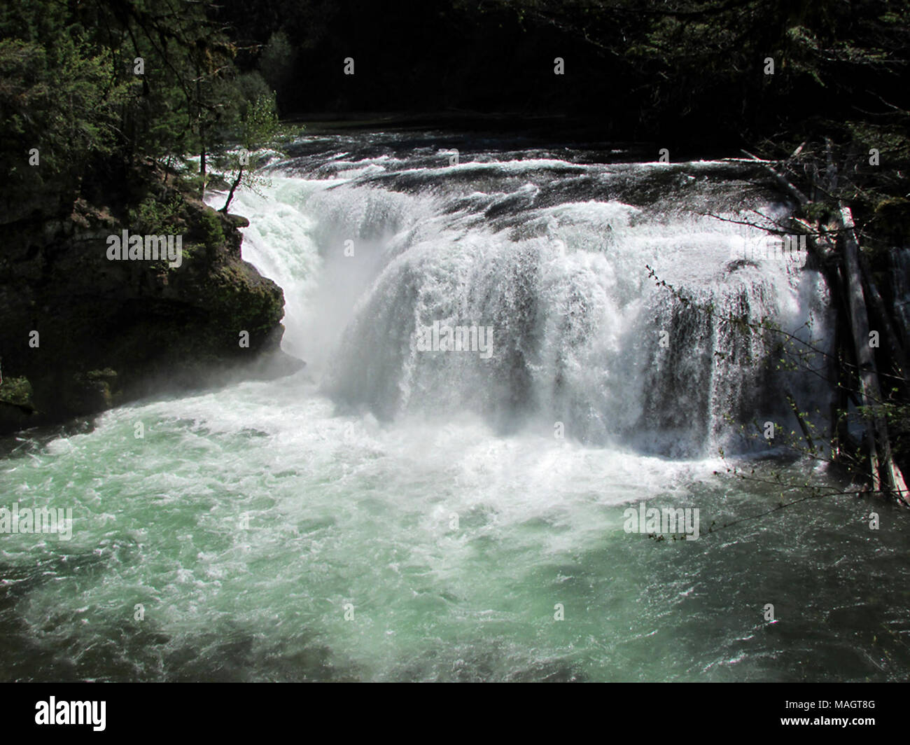 Lower Lewis River Falls Trail in WA Stock Photo - Alamy