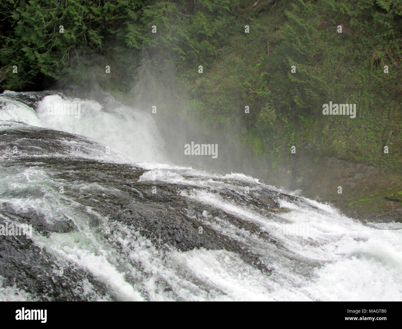 Lower Lewis River Falls Trail in WA Stock Photo - Alamy