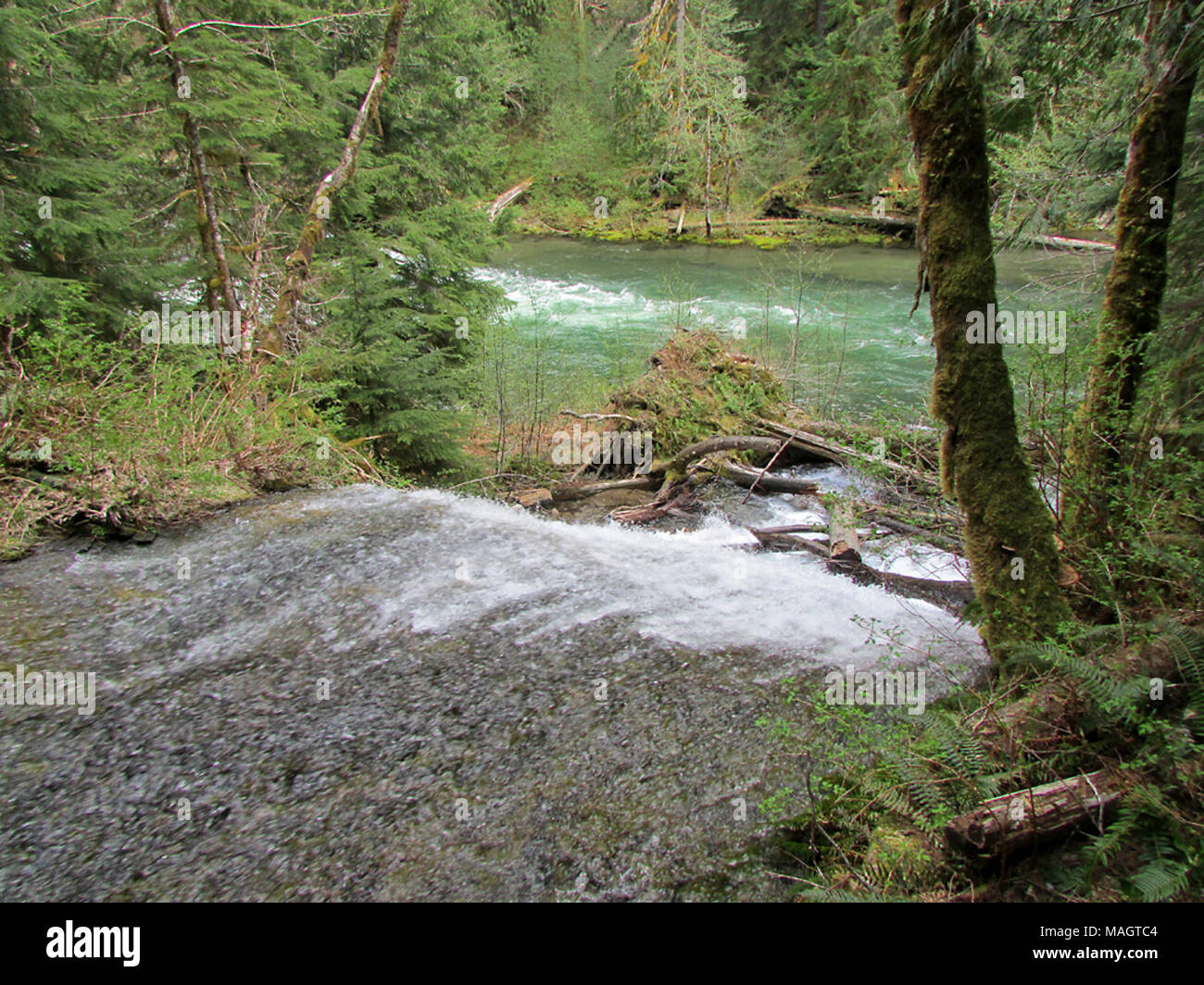 Lower Lewis River Falls Trail in WA Stock Photo - Alamy