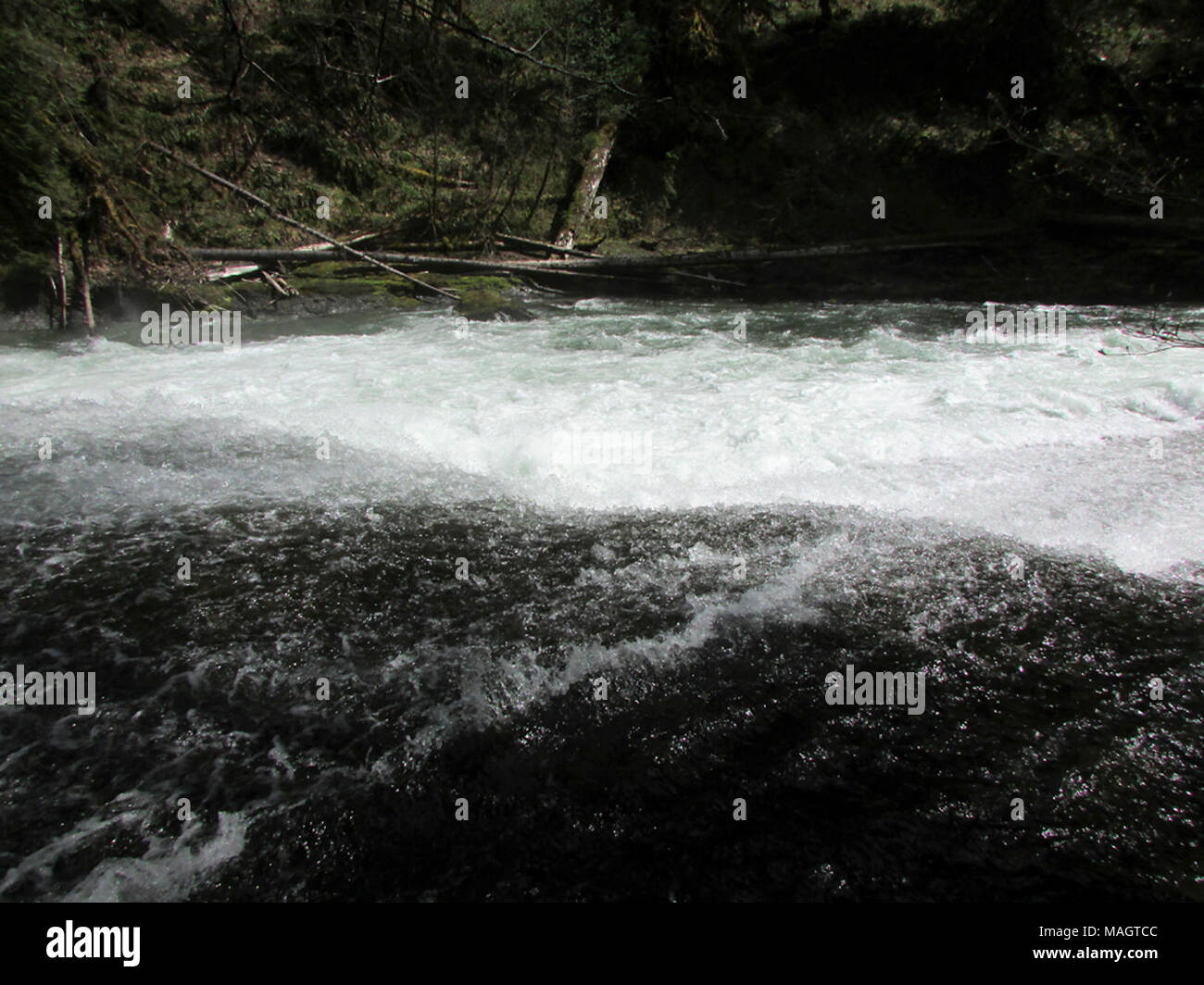 Lower Lewis River Falls Trail in WA Stock Photo - Alamy