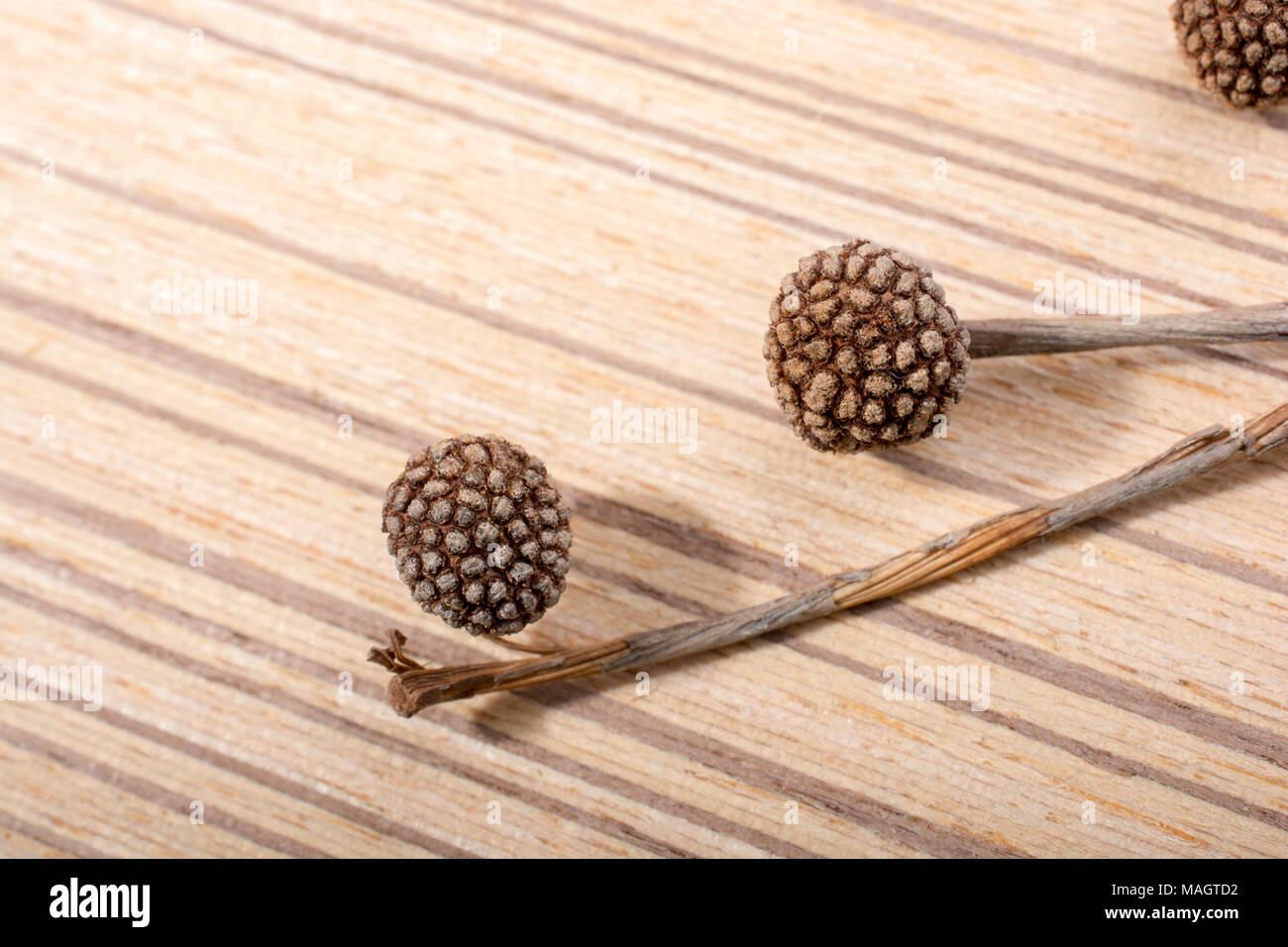 Cone pods on tree hi-res stock photography and images - Alamy