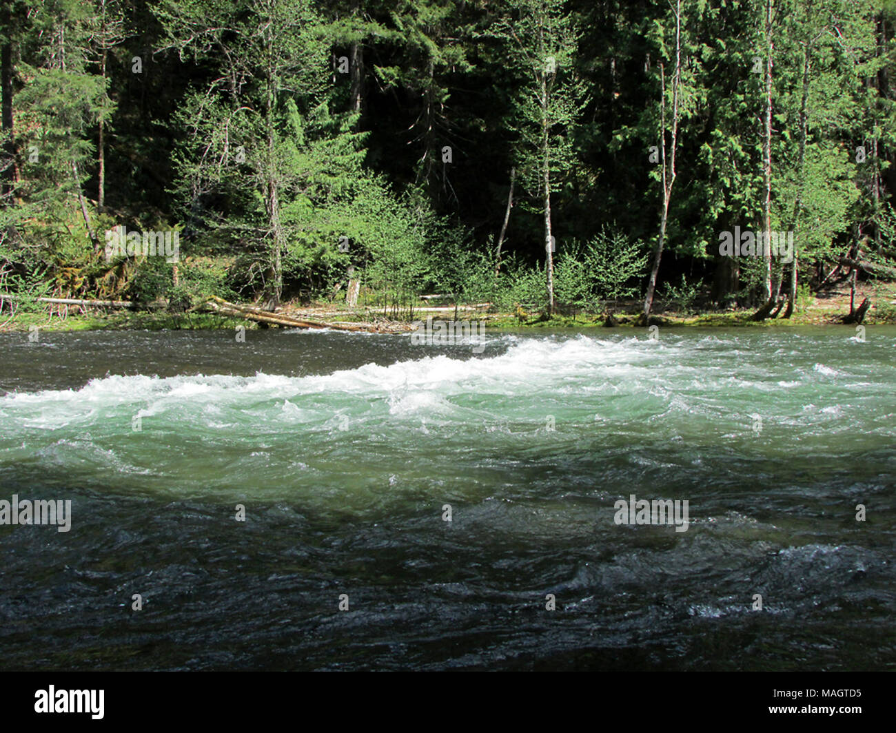 Lower Lewis River Falls Trail in WA Stock Photo - Alamy
