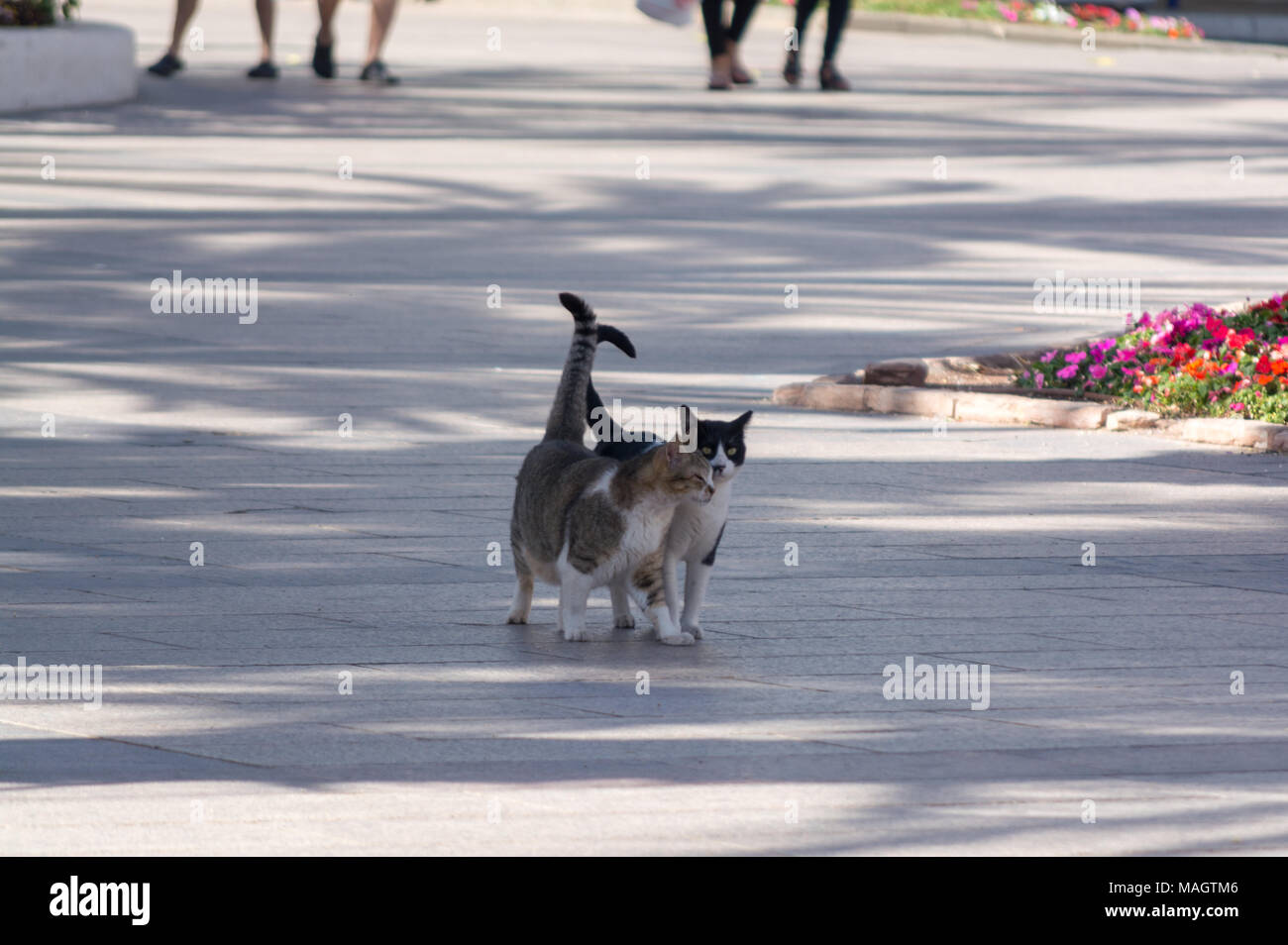 Cats of Eilat, Israel. Many cats leave on streets and beaches of Eilat ...