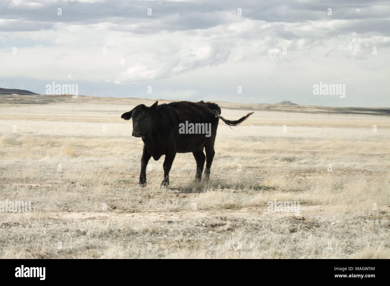 Running cow hi-res stock photography and images - Alamy