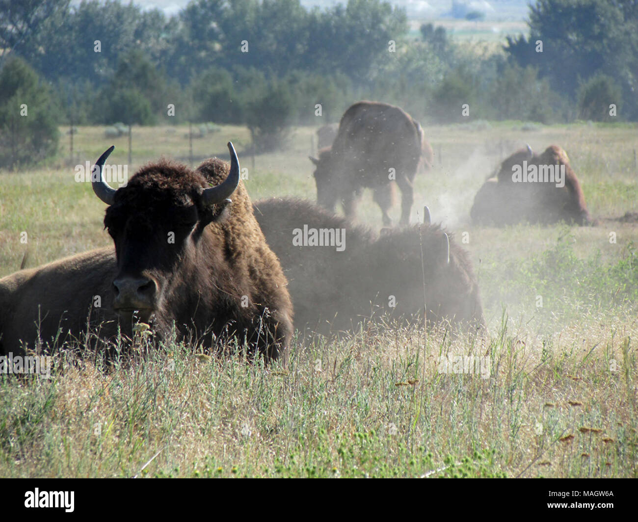 National Bison Range in MT Stock Photo - Alamy