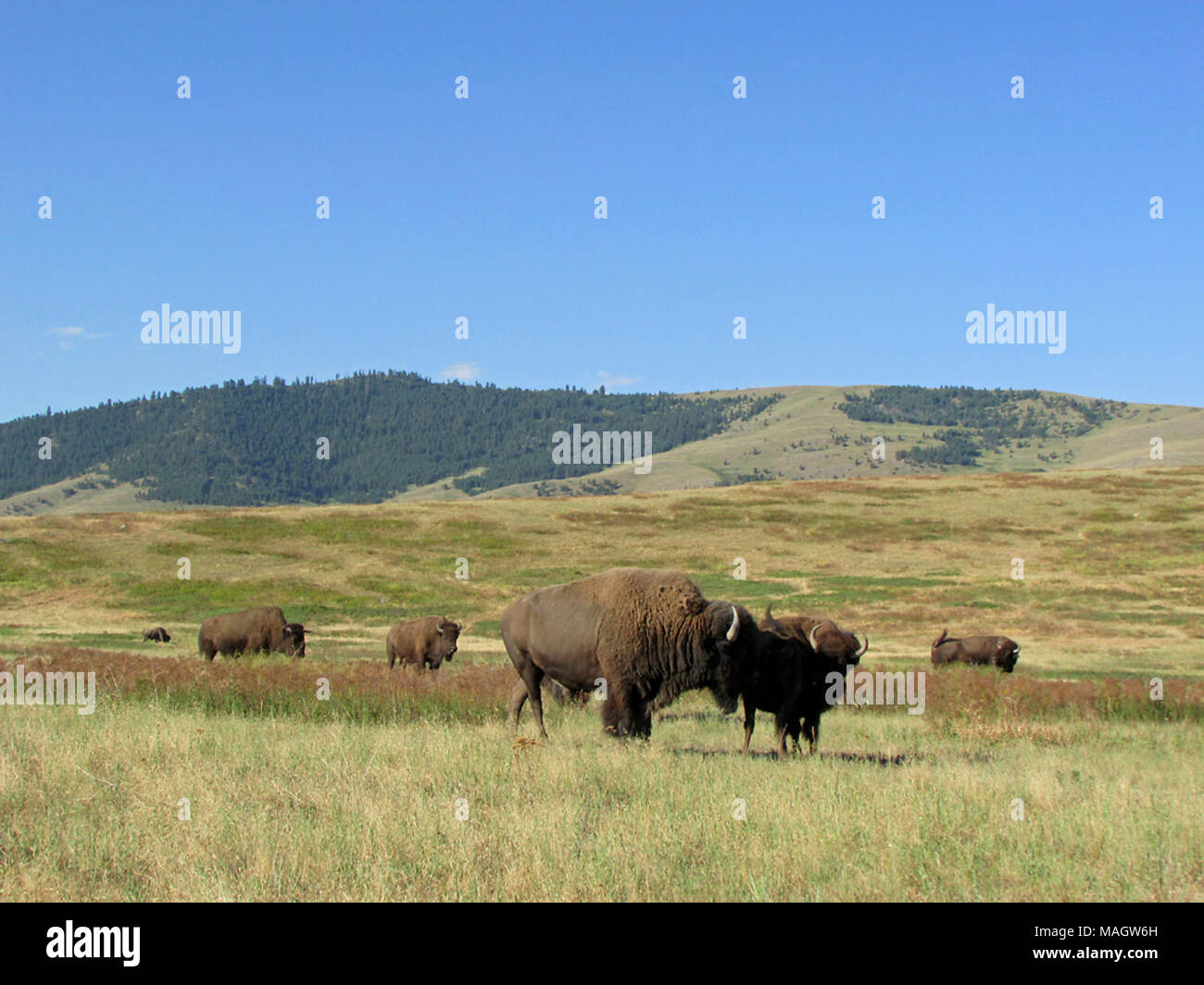 National Bison Range in MT Stock Photo - Alamy