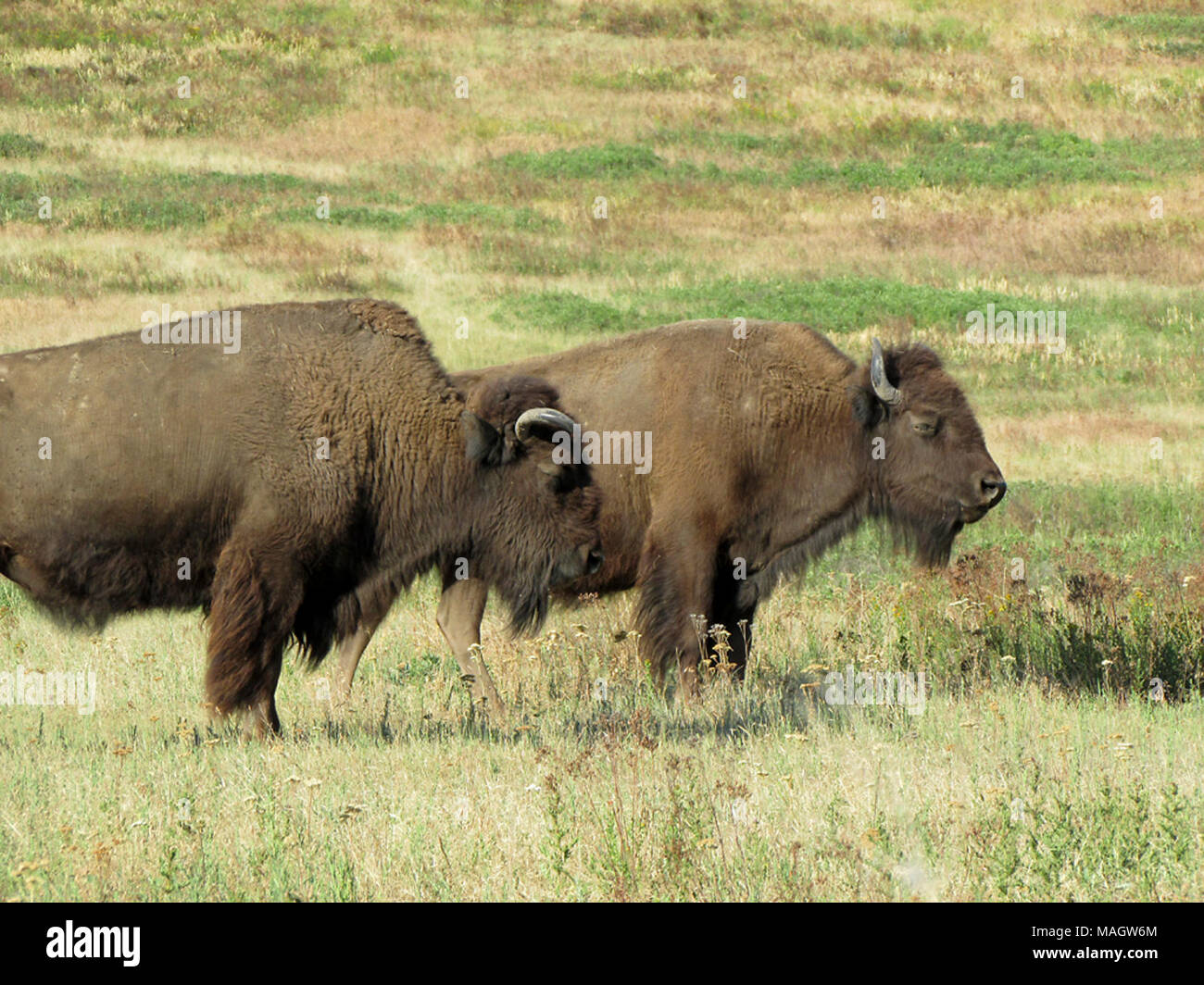National Bison Range in MT Stock Photo - Alamy
