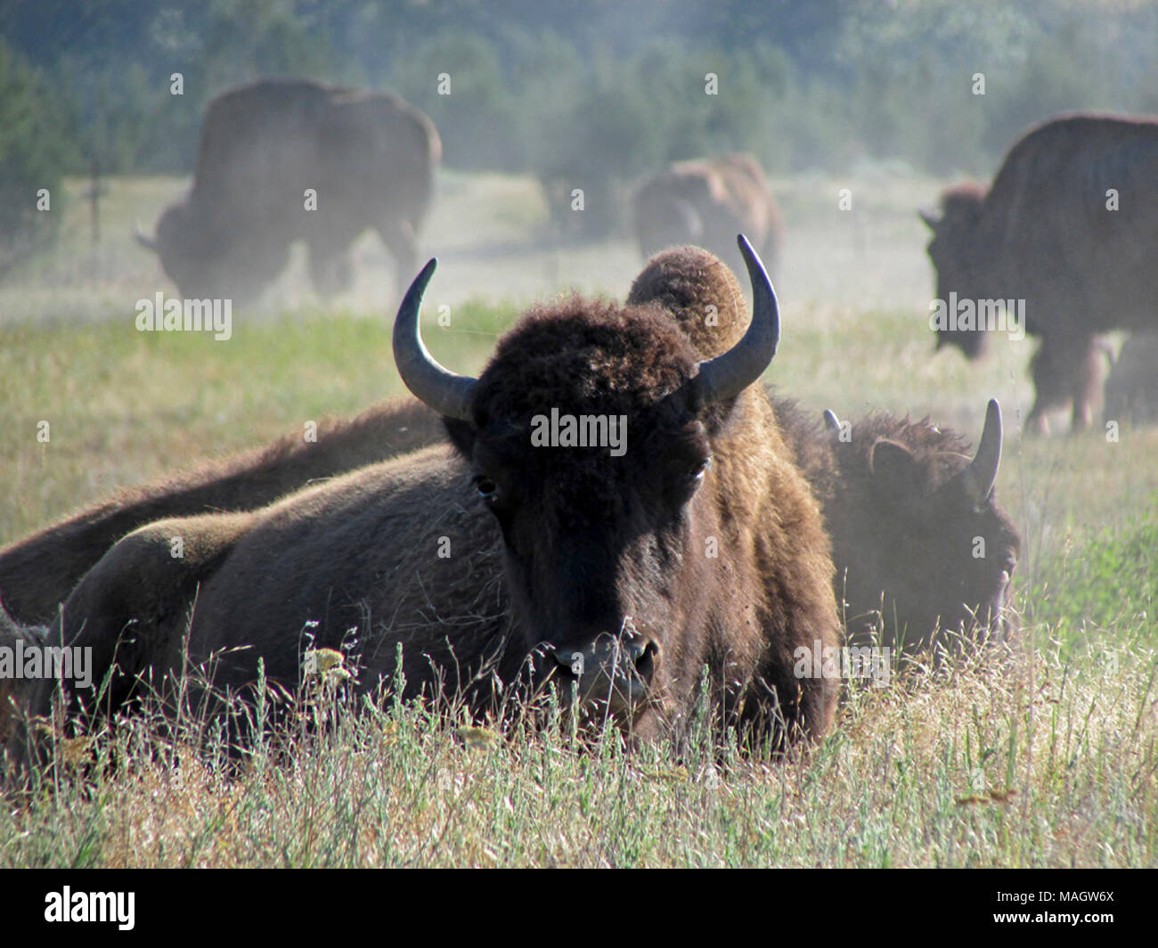 National Bison Range in MT Stock Photo - Alamy