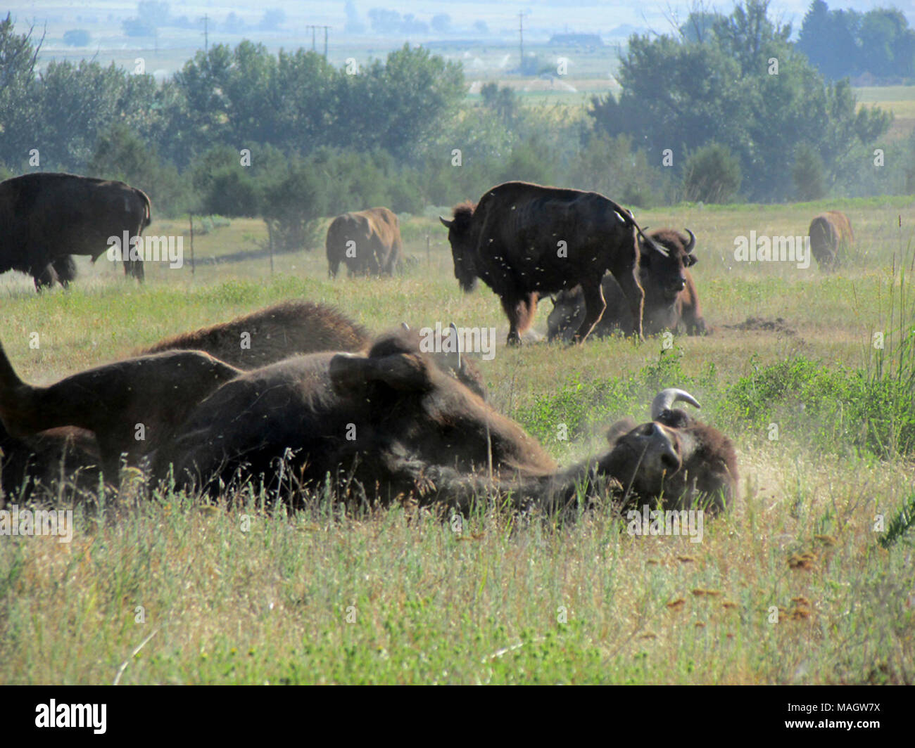 National Bison Range in MT Stock Photo - Alamy