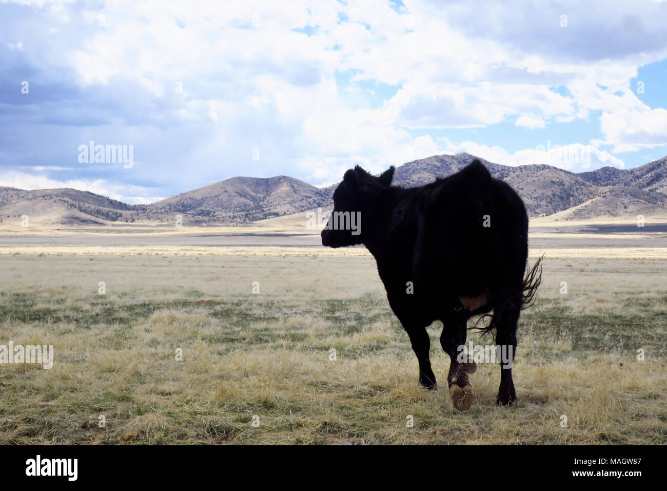 A cow running in a field with mountains in the background Stock Photo ...