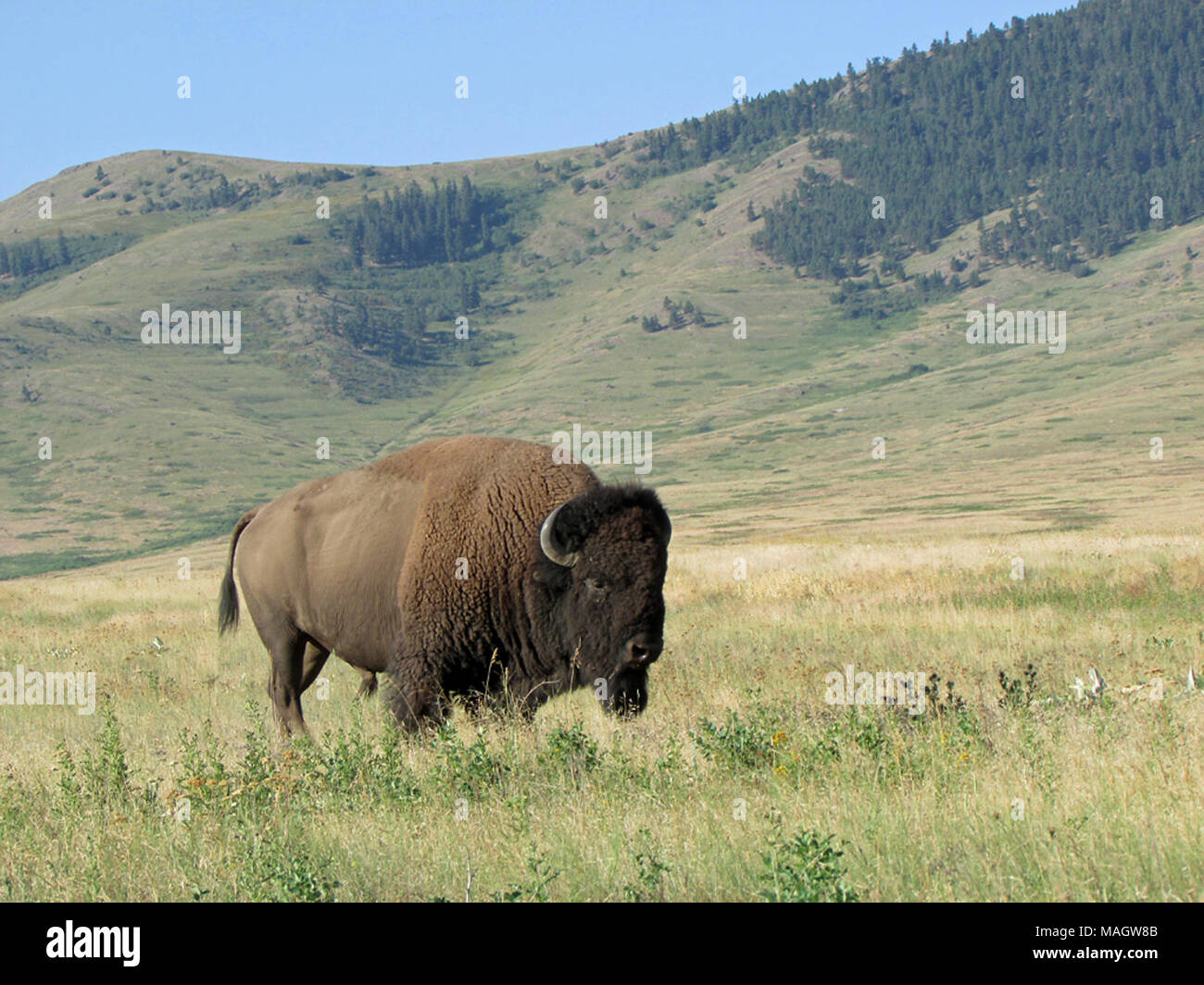National Bison Range in MT Stock Photo - Alamy