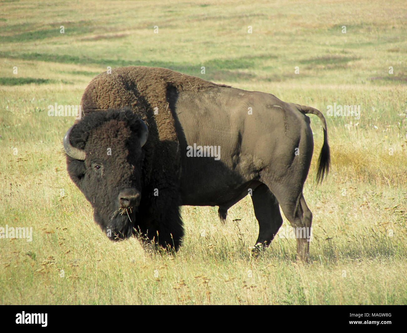National Bison Range in MT Stock Photo - Alamy